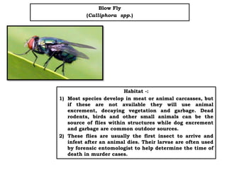 Types of Flies and there Attributes | PPTX