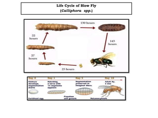 Types of Flies and there Attributes | PPTX
