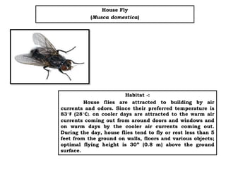 Types of Flies and there Attributes | PPTX