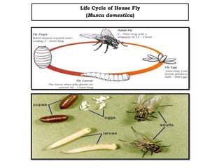 Types of Flies and there Attributes | PPTX