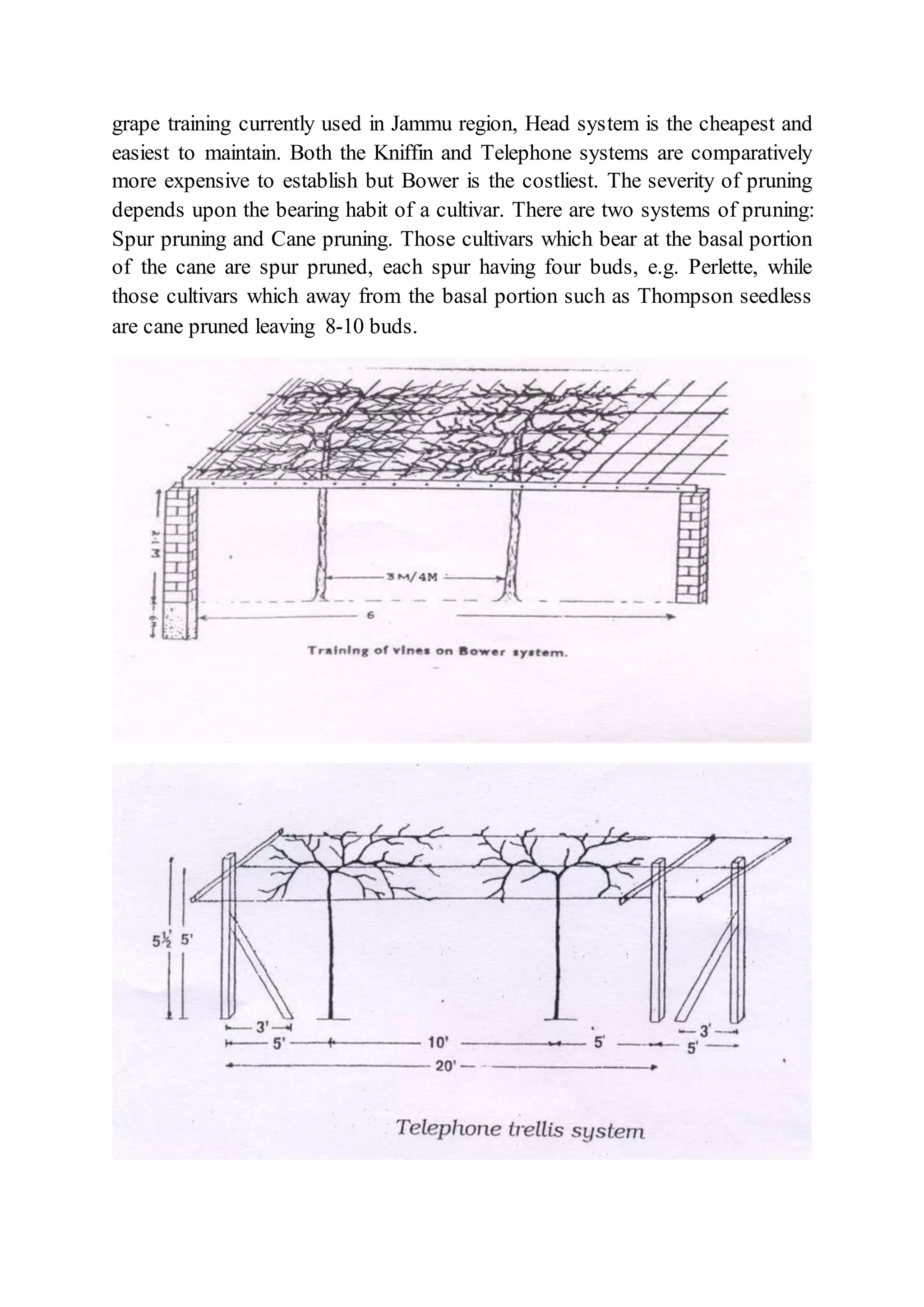 Training of fruit crops | DOCX
