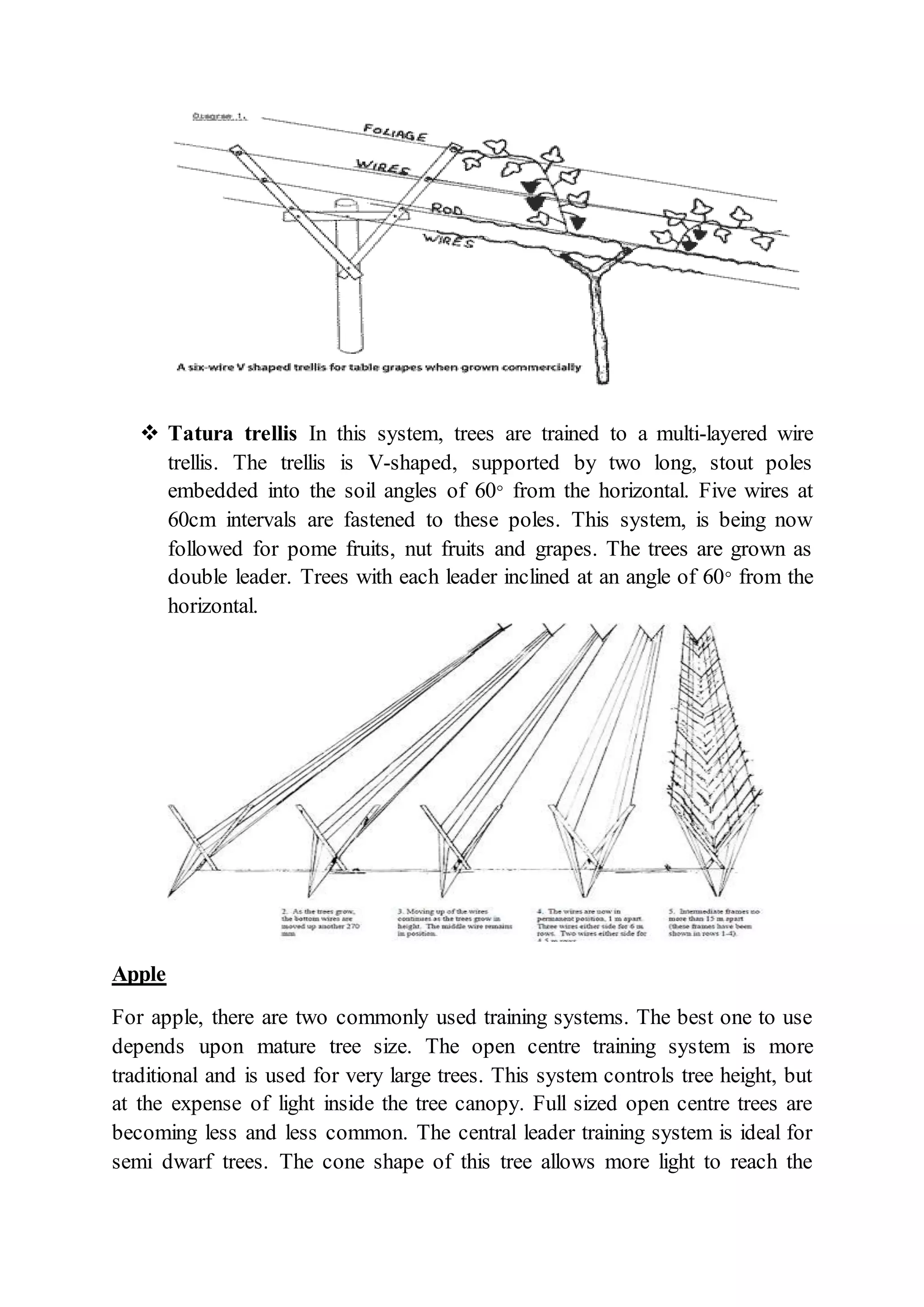 Training of fruit crops | DOCX