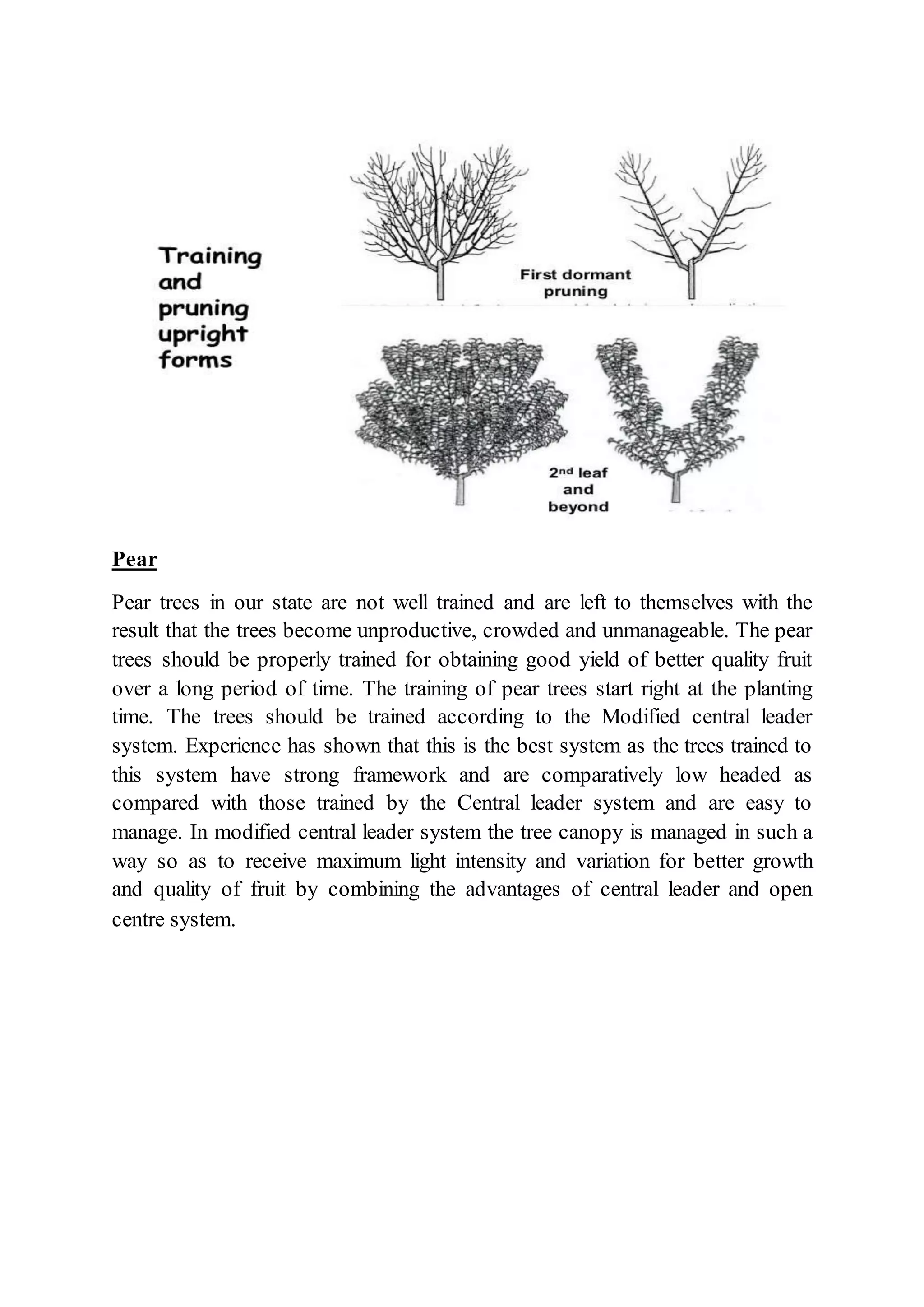 Training of fruit crops | DOCX