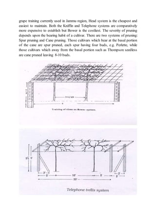 Training of fruit crops | DOCX