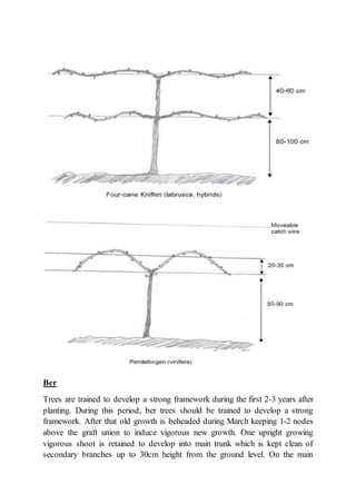 Training of fruit crops | DOCX