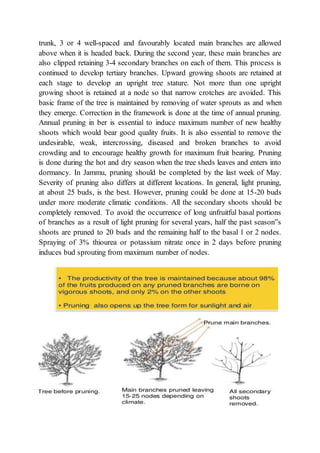 Training of fruit crops | DOCX
