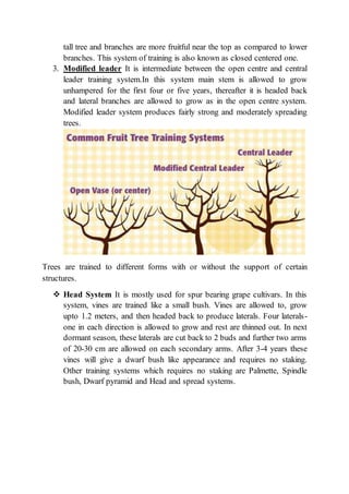 Training of fruit crops | DOCX