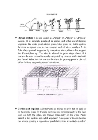 Training of fruit crops | DOCX
