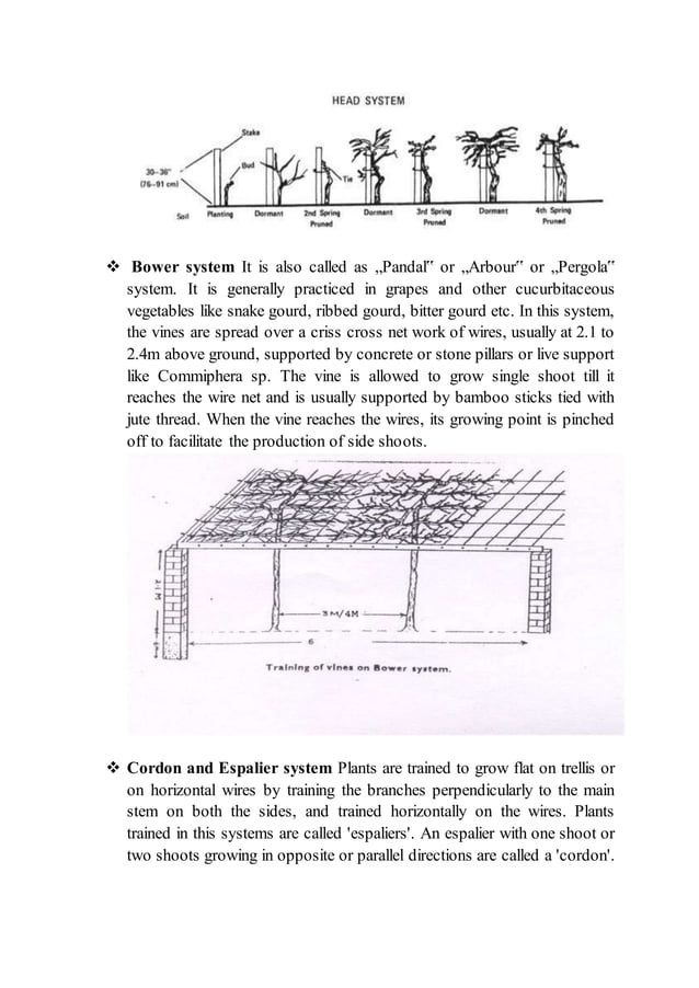 Training of fruit crops | DOCX | Gardening | Home & Garden