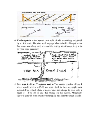 Training of fruit crops | DOCX