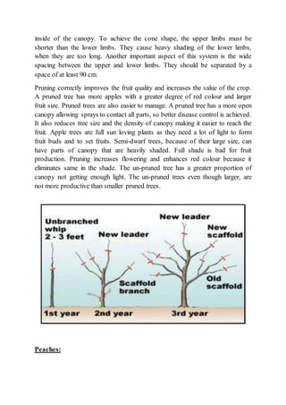 Training of fruit crops | DOCX