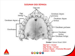 TRAINING SUSUNAN GIGITRAINING SUSUNAN GIGI.ppt