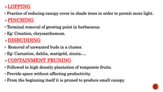 Training and pruning | PPTX