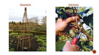 Training and pruning | PPTX