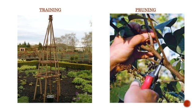Training and pruning | PPTX | Gardening | Home & Garden