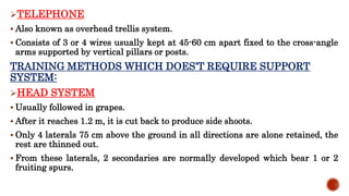 Training and pruning | PPTX
