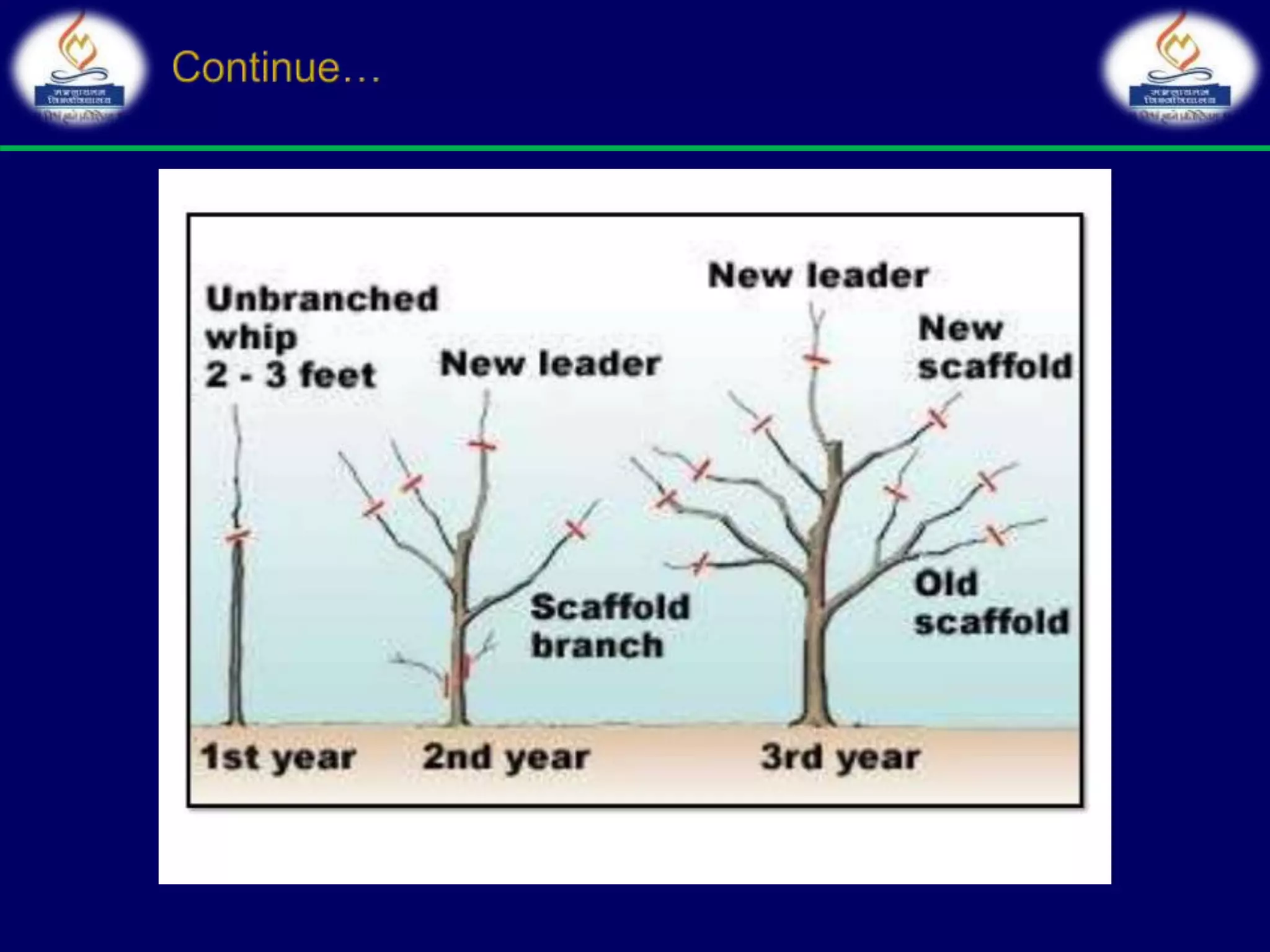 Training and Pruning of Fruit Crops | PPTX
