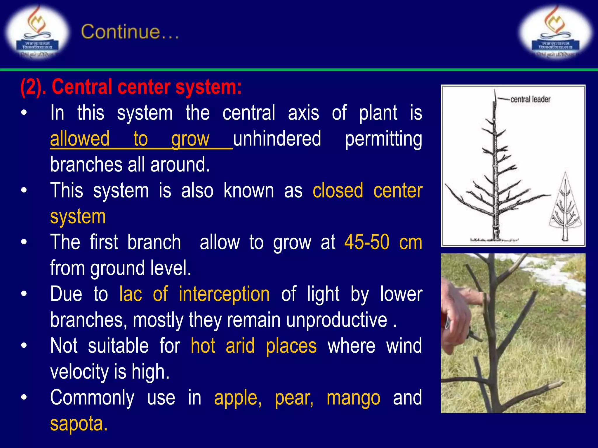 Training and Pruning of Fruit Crops | PPTX