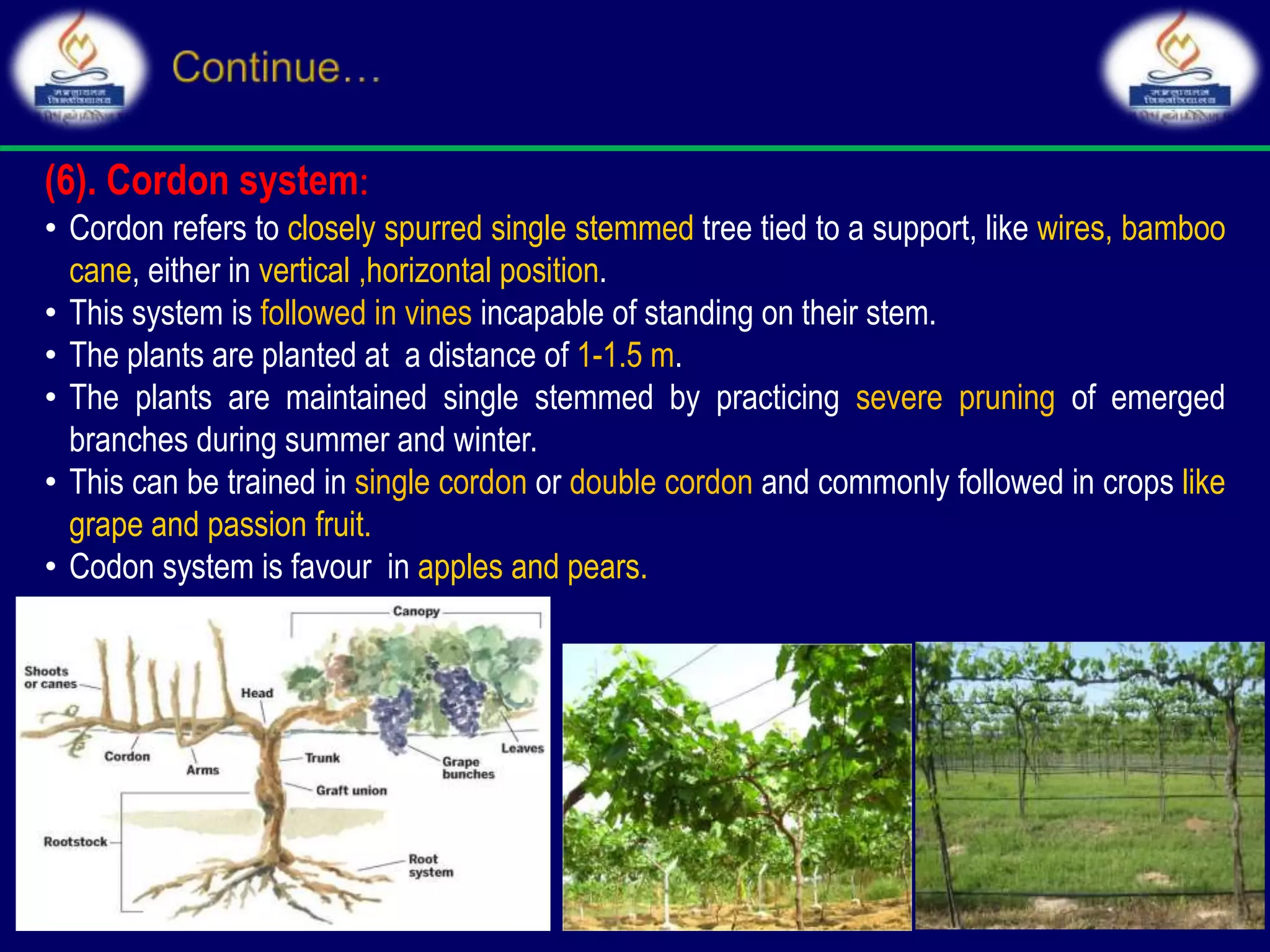 Training and Pruning of Fruit Crops | PPTX