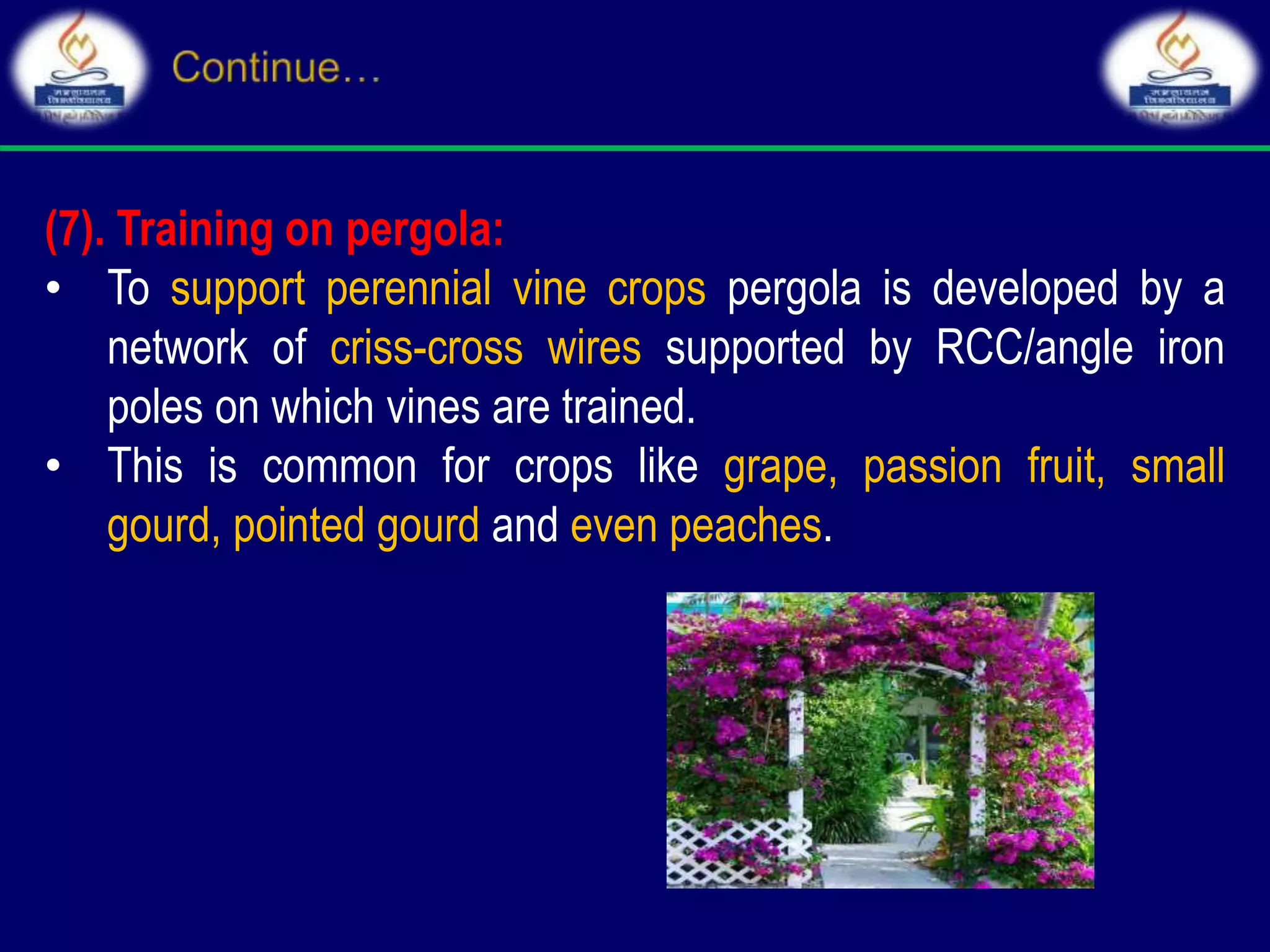 Training and Pruning of Fruit Crops | PPTX