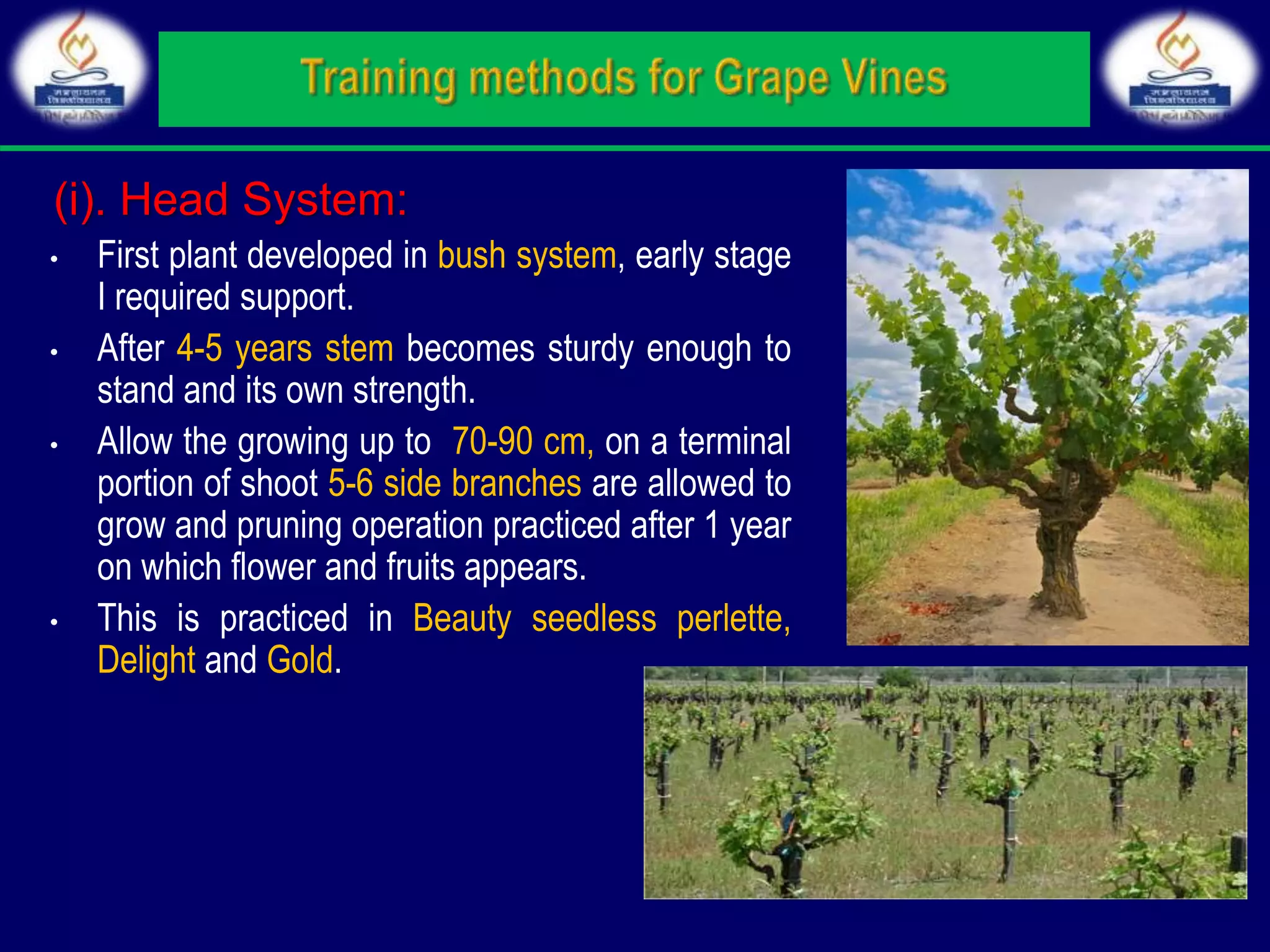 Training and Pruning of Fruit Crops | PPTX
