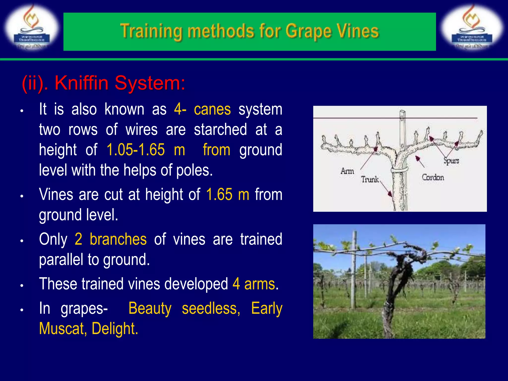 Training and Pruning of Fruit Crops | PPTX