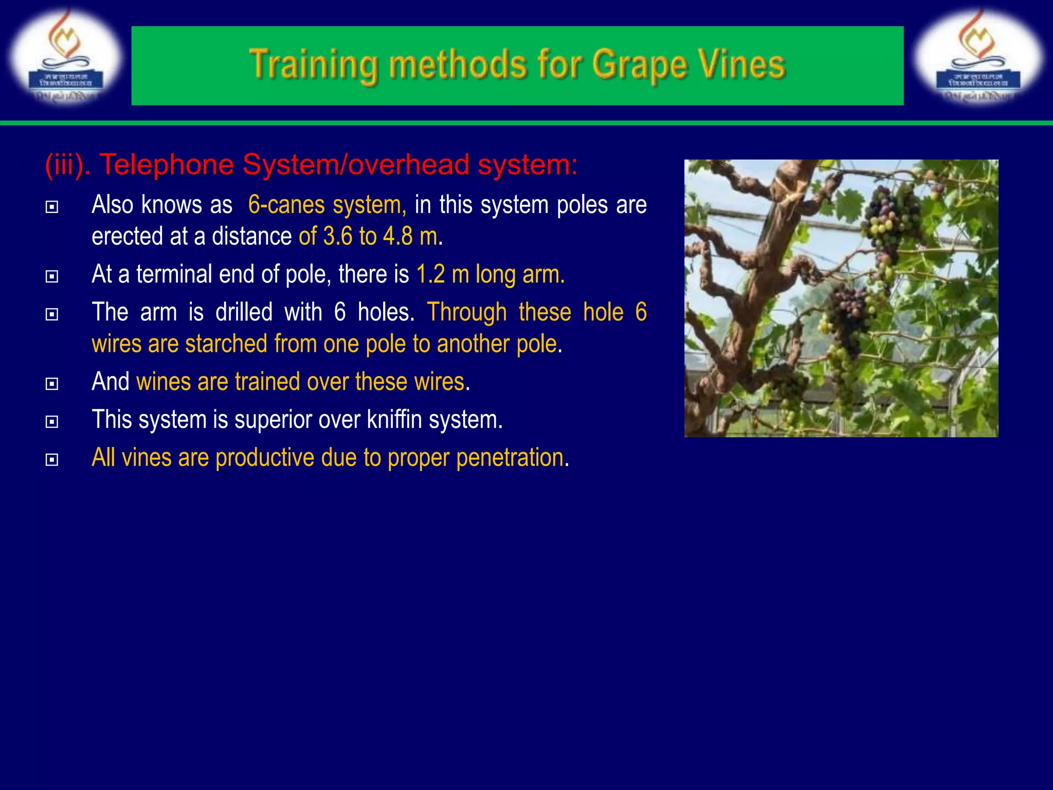 Training and Pruning of Fruit Crops | PPTX