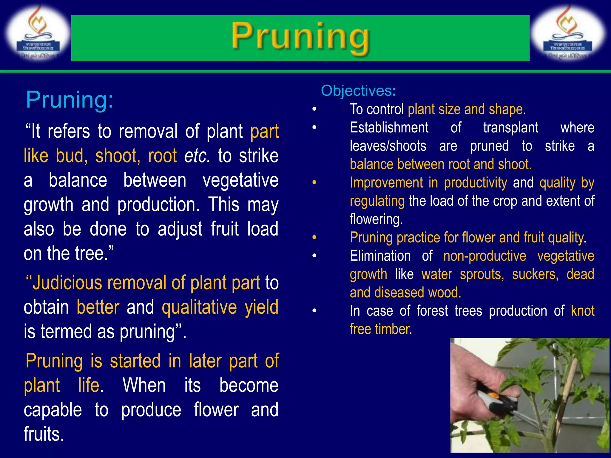 Training and Pruning of Fruit Crops | PPTX