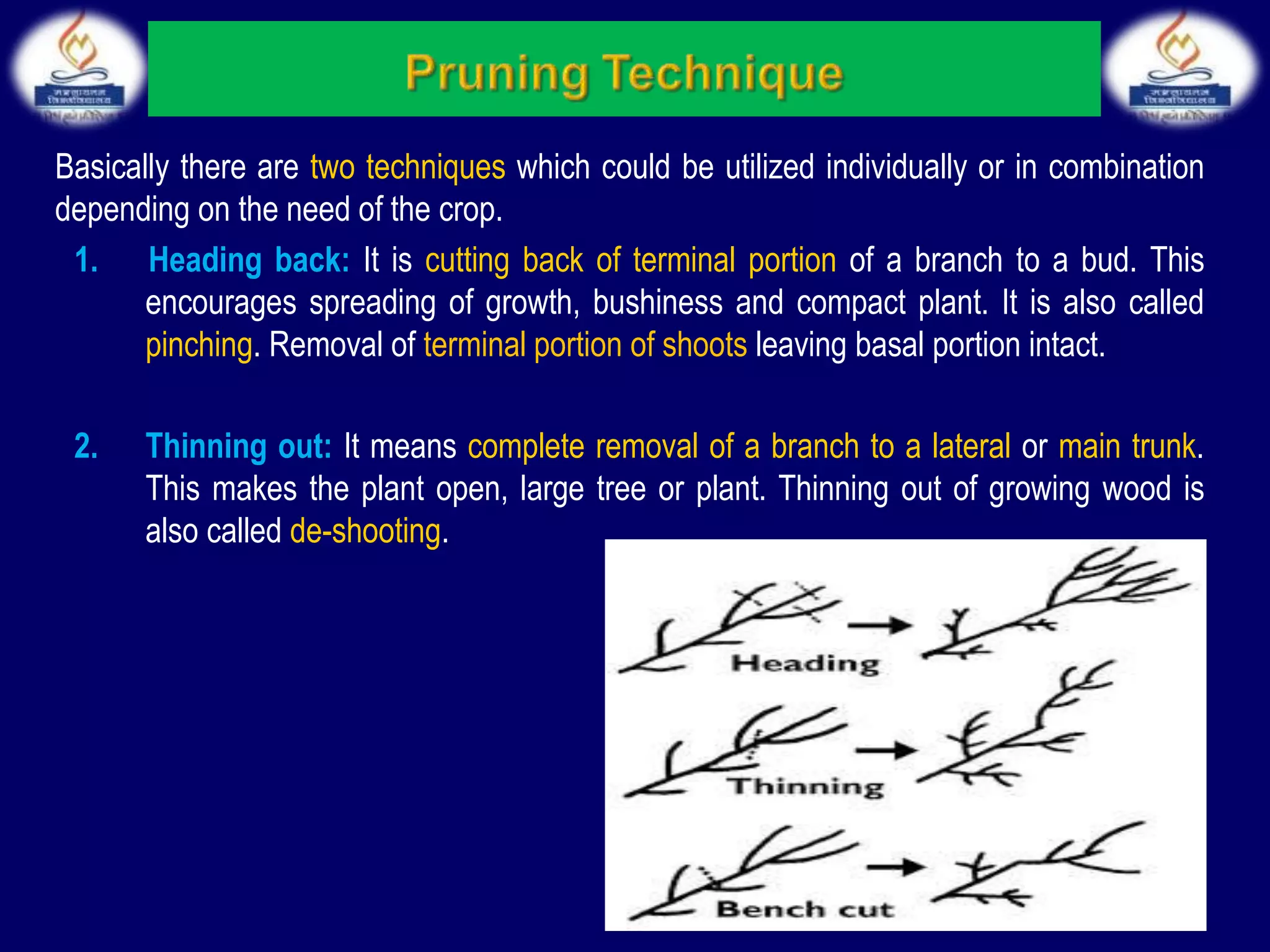 Training and Pruning of Fruit Crops | PPTX