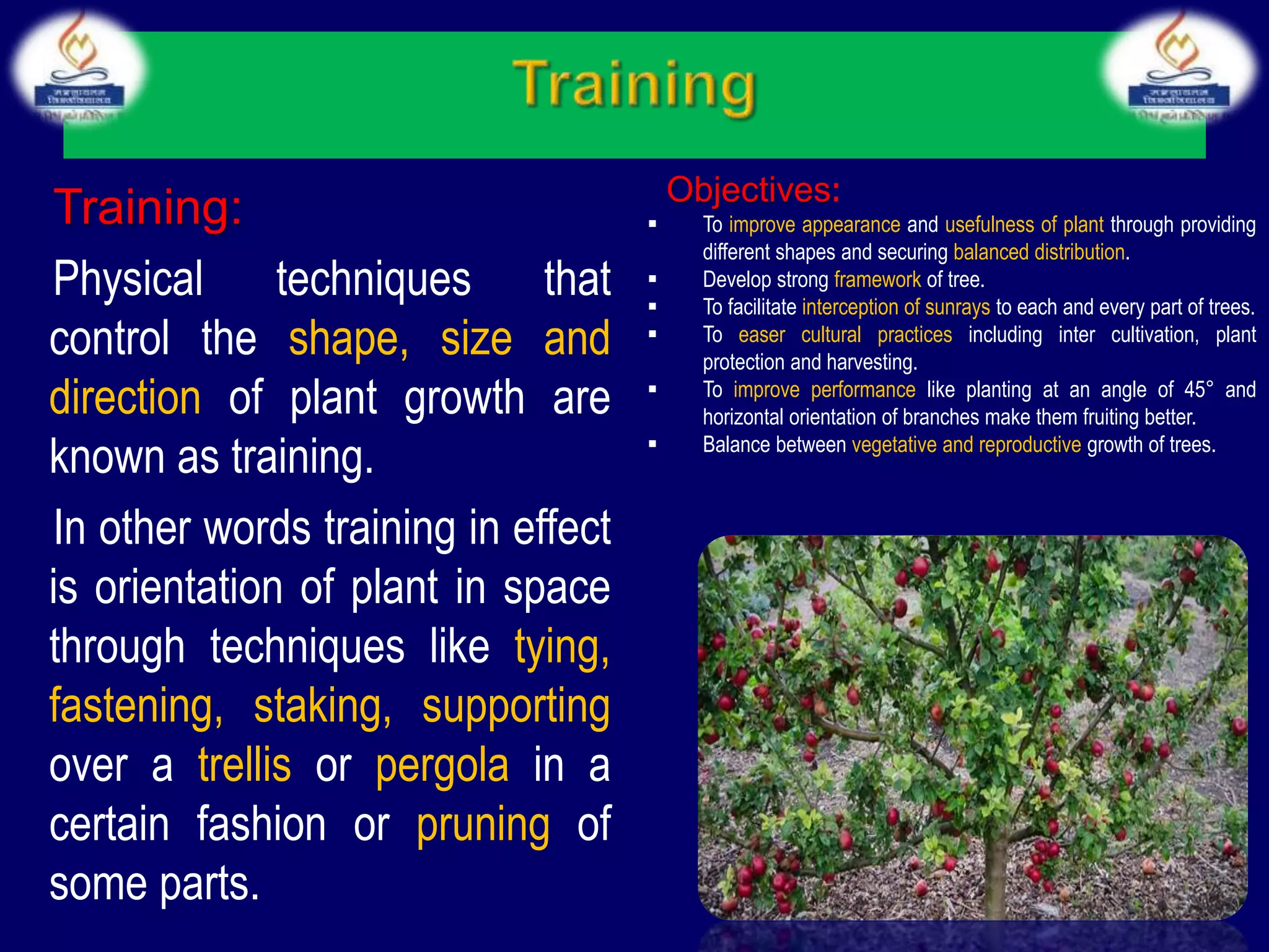 Training and Pruning of Fruit Crops | PPTX