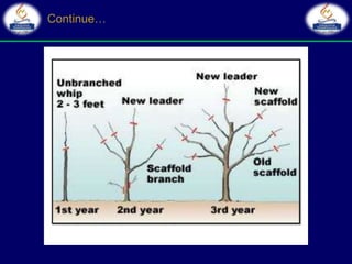 Training and Pruning of Fruit Crops | PPTX