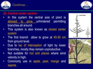 Training and Pruning of Fruit Crops | PPTX