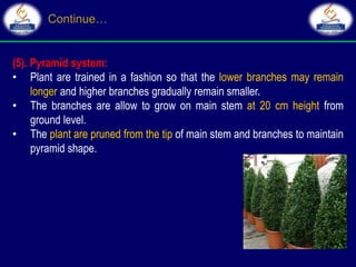 Training and Pruning of Fruit Crops | PPTX