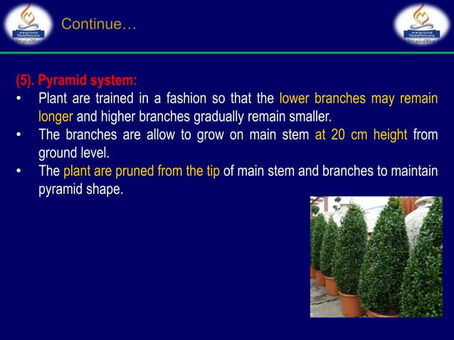 Training and Pruning of Fruit Crops | PPTX