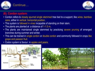 Training and Pruning of Fruit Crops | PPTX