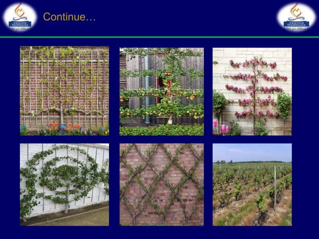 Training and Pruning of Fruit Crops | PPTX