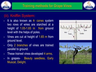 Training and Pruning of Fruit Crops | PPTX