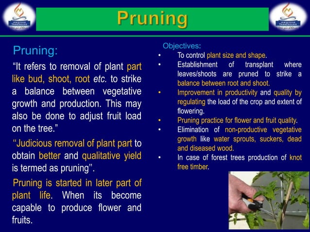 Training and Pruning of Fruit Crops | PPTX