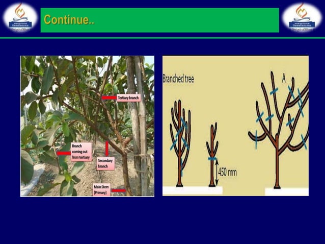 Training and Pruning of Fruit Crops | PPTX