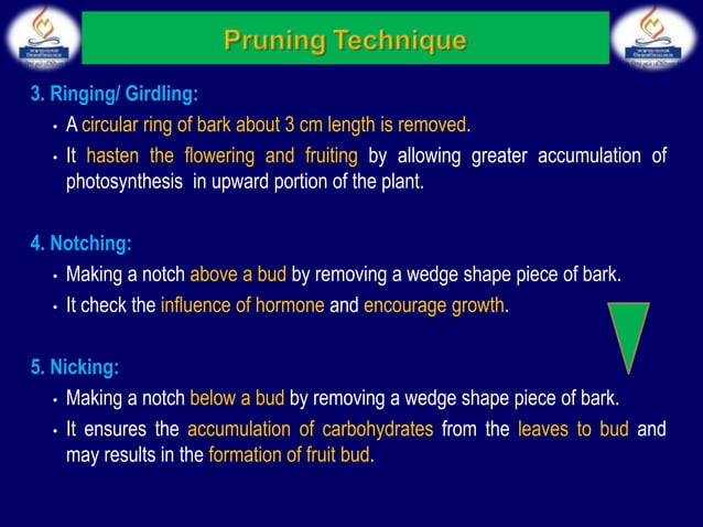 Training and Pruning of Fruit Crops | PPTX
