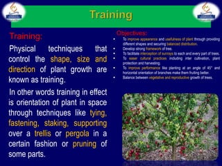 Training and Pruning of Fruit Crops | PPTX