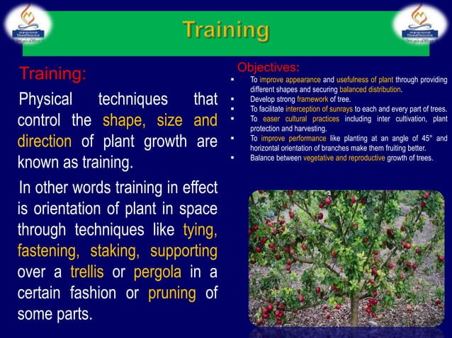Training and Pruning of Fruit Crops | PPTX