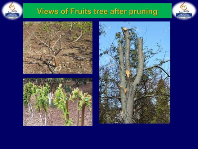 Training and Pruning of Fruit Crops | PPTX
