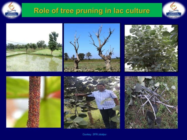 Training and Pruning of Fruit Crops | PPTX