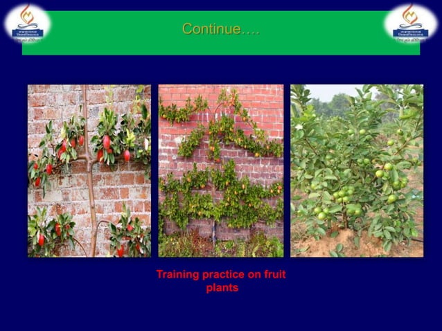 Training and Pruning of Fruit Crops | PPTX