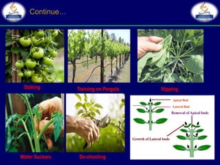 Training and Pruning of Fruit Crops | PPTX