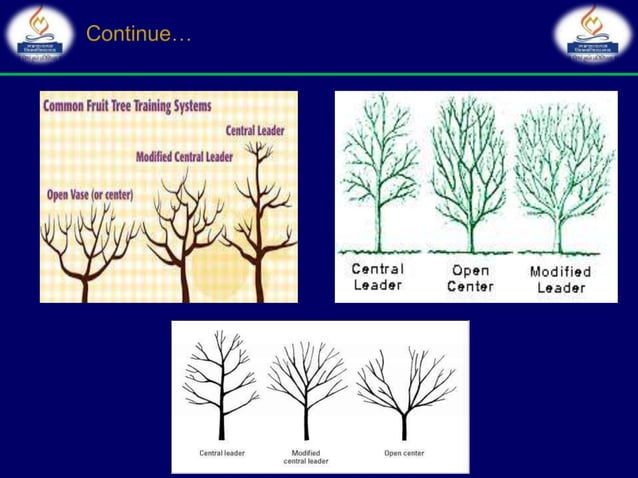 Training and Pruning of Fruit Crops | PPTX