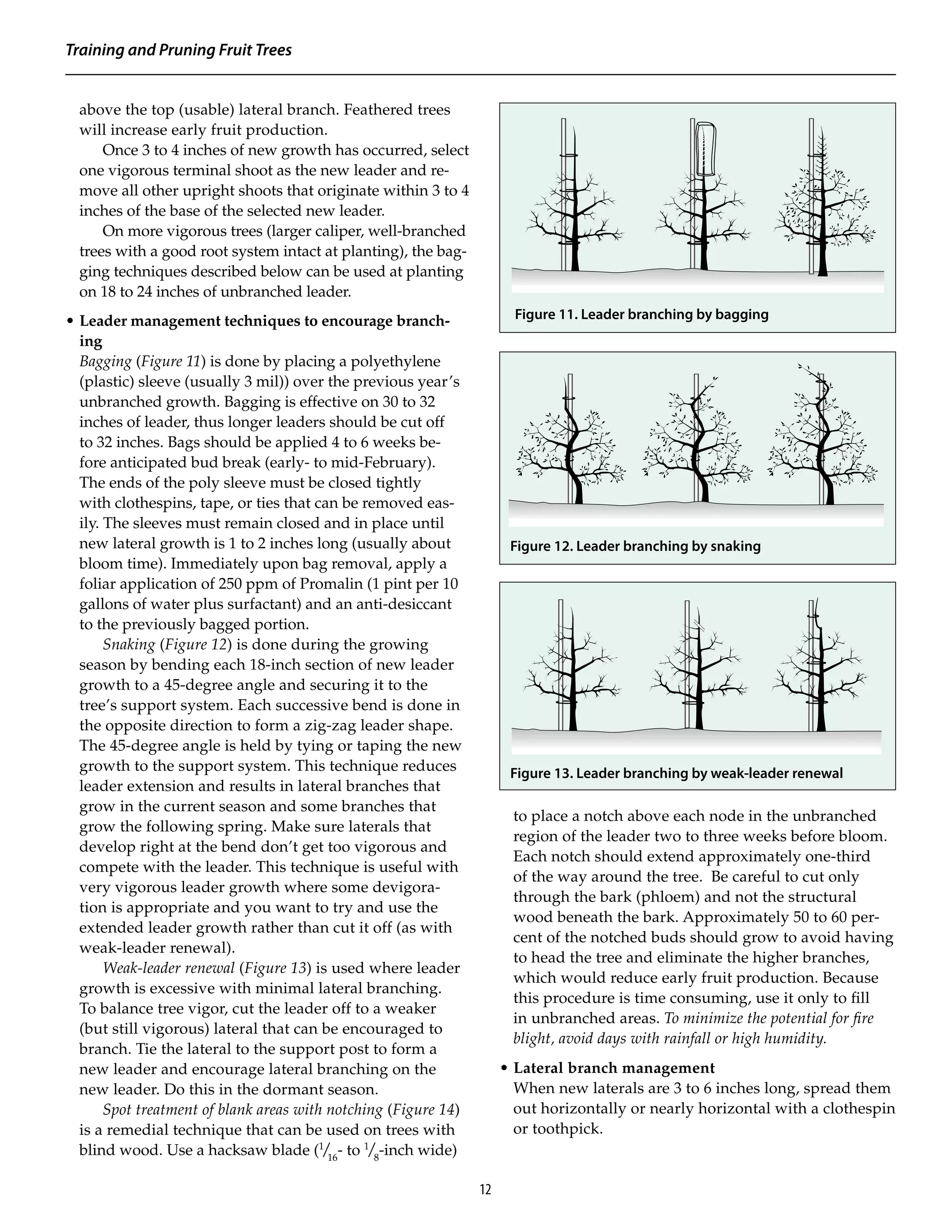 Training and pruning fruit trees | PDF