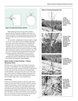 Training and pruning fruit trees | PDF