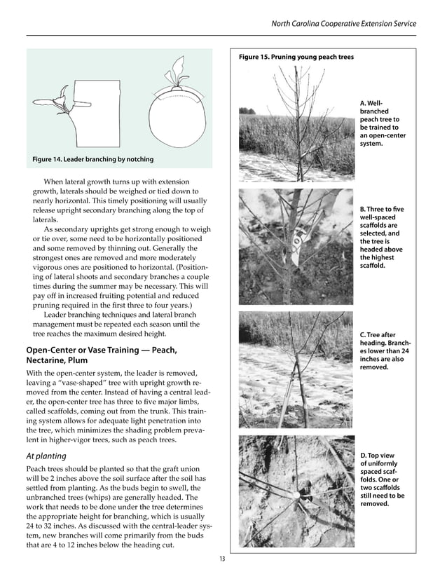 Training and pruning fruit trees | PDF